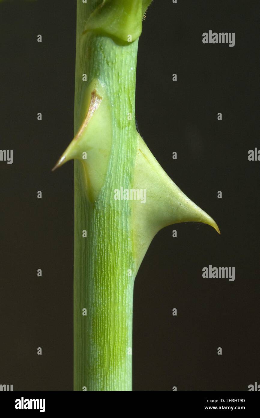 Woody spines hi-res stock photography and images - Alamy