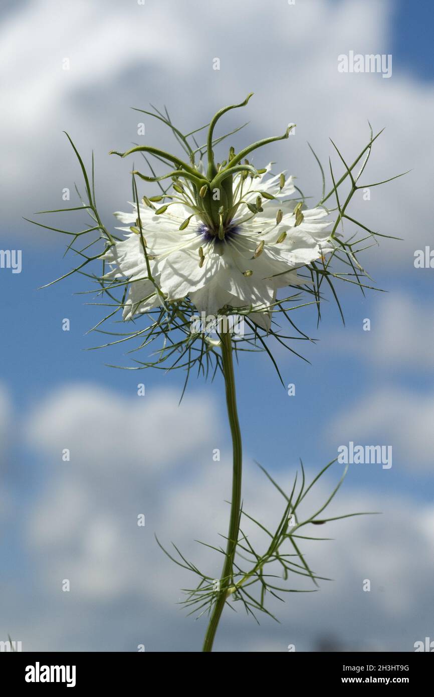 Black seed; True; Nigella; sativa; Medicinal plant Stock Photo - Alamy