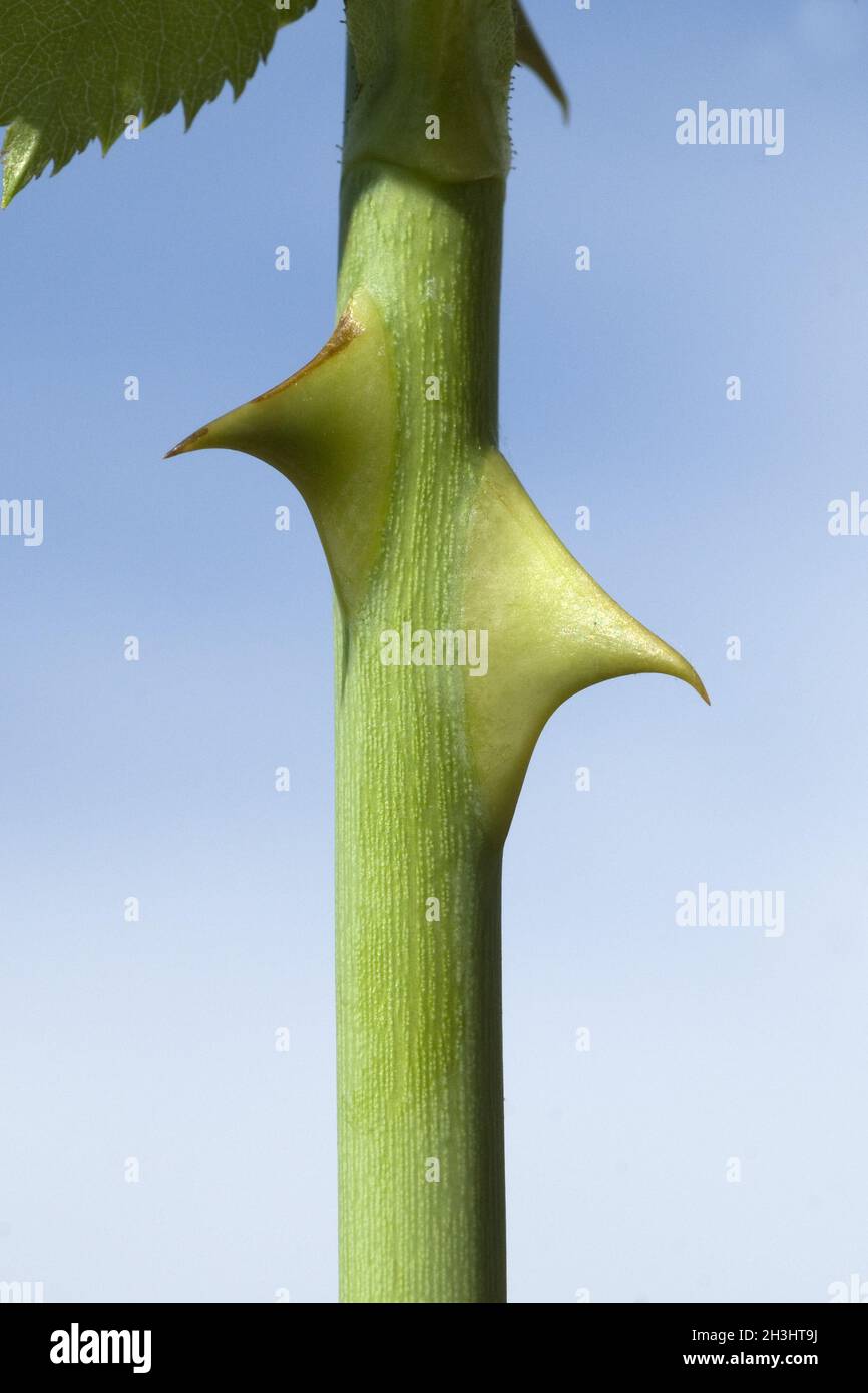 Woody spines hi-res stock photography and images - Alamy