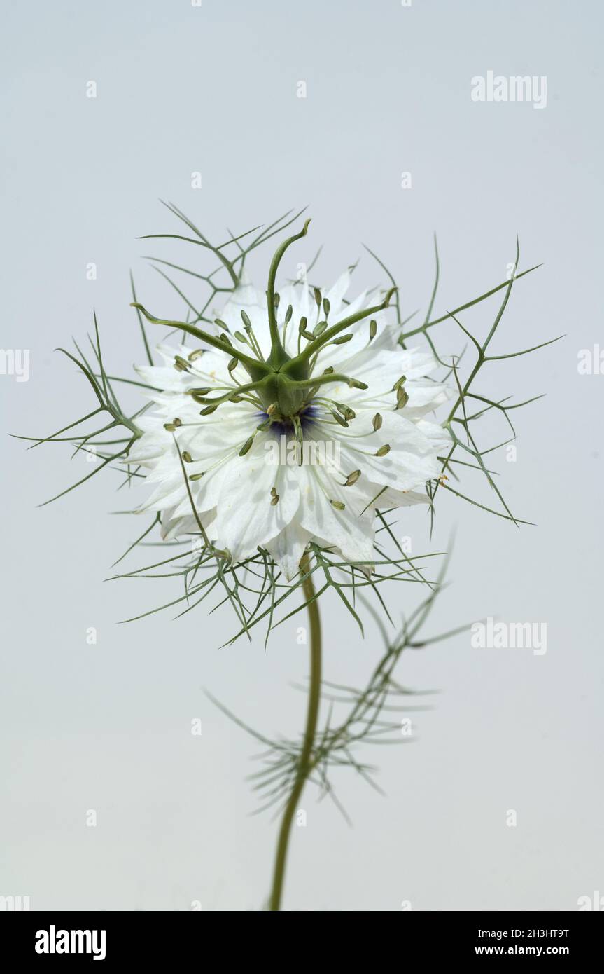 Black seed; True; Nigella; sativa; Medicinal plant Stock Photo - Alamy