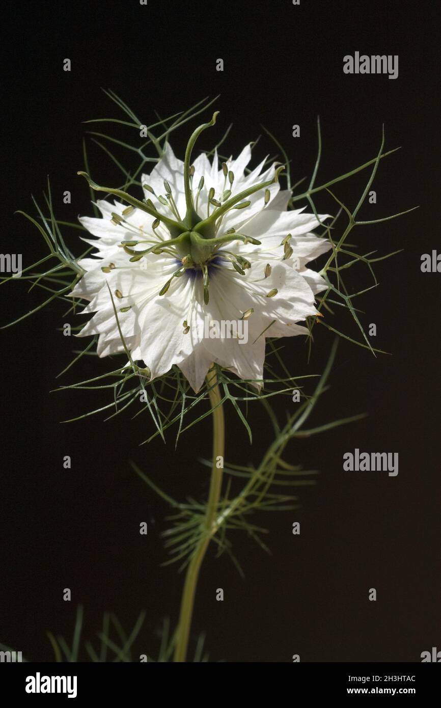 Black seed; True; Nigella; sativa; Medicinal plant Stock Photo - Alamy
