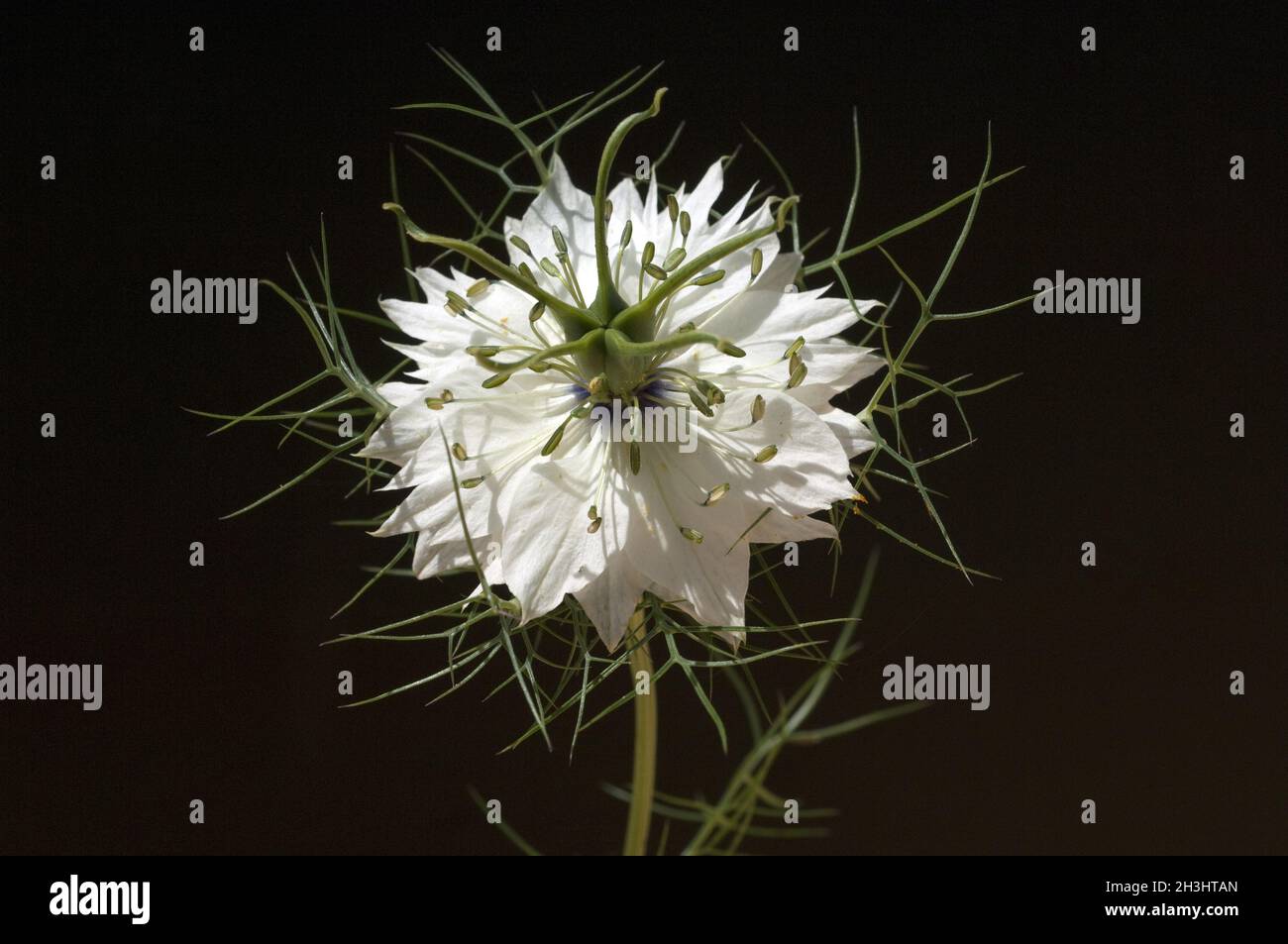 Black seed; True; Nigella; sativa; Medicinal plant Stock Photo - Alamy