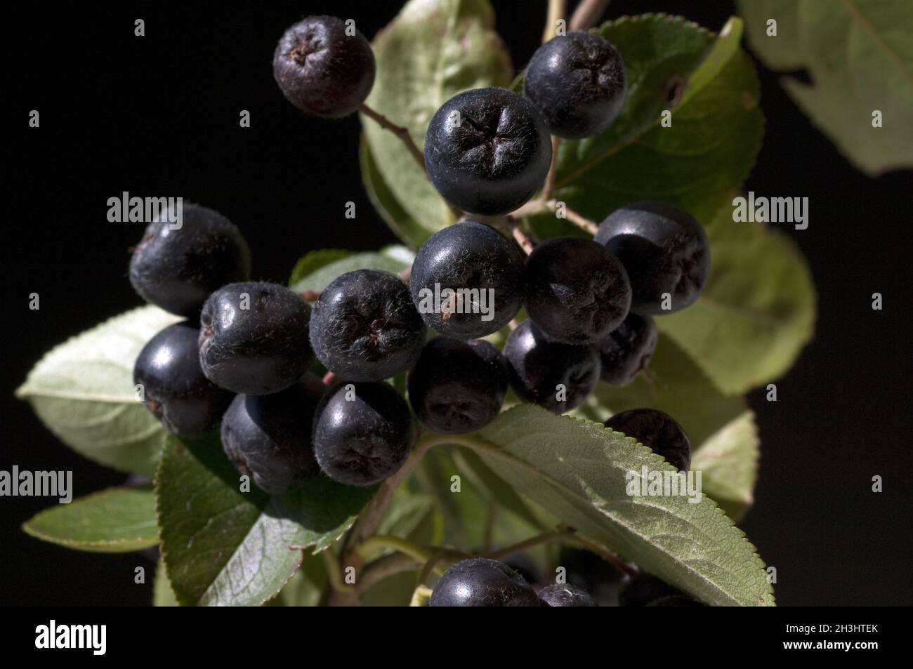 Appleberry; chokeberry; black Stock Photo - Alamy