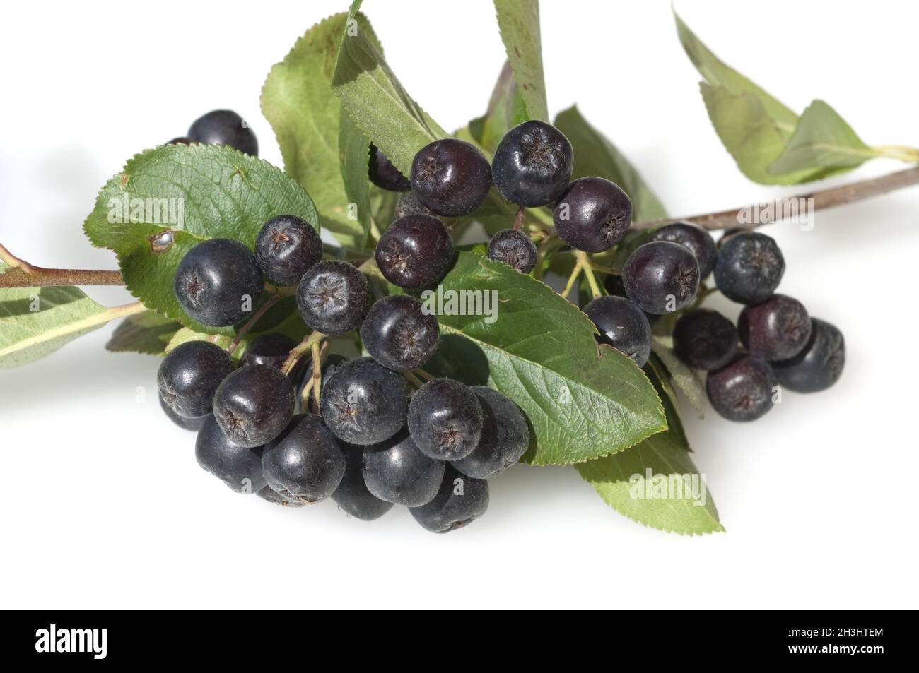 Appleberry; chokeberry; black Stock Photo - Alamy