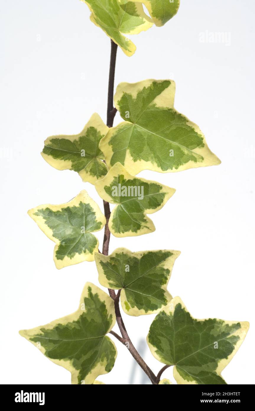 Ivy; Hedera, helix; leaf Stock Photo - Alamy