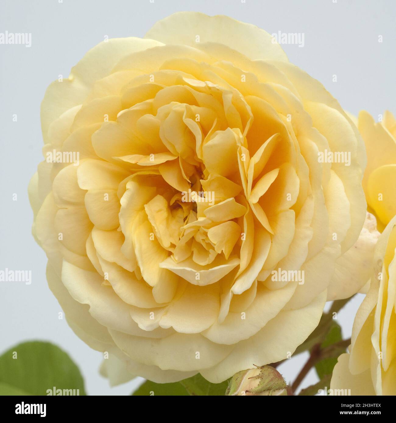 English, Rose, David, Austin, Shrub Rose, Flower, Rosa Stock Photo - Alamy
