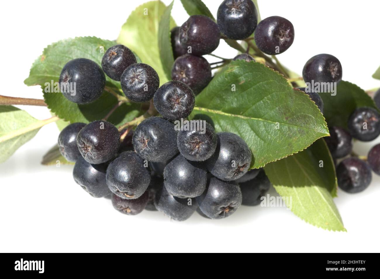 Dwarf ash tree hi-res stock photography and images - Alamy