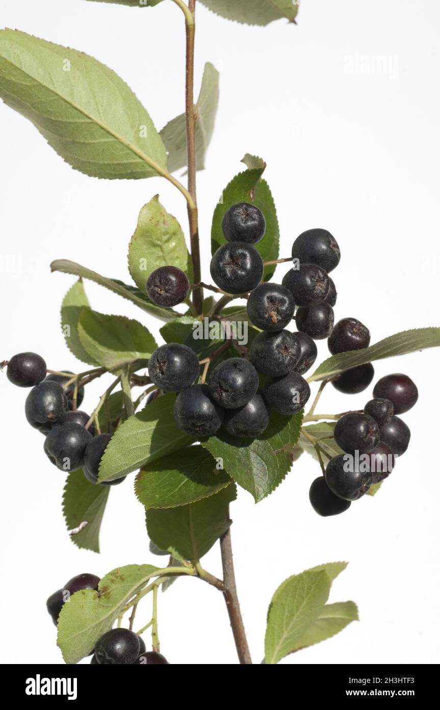 Appleberry; chokeberry; black Stock Photo - Alamy