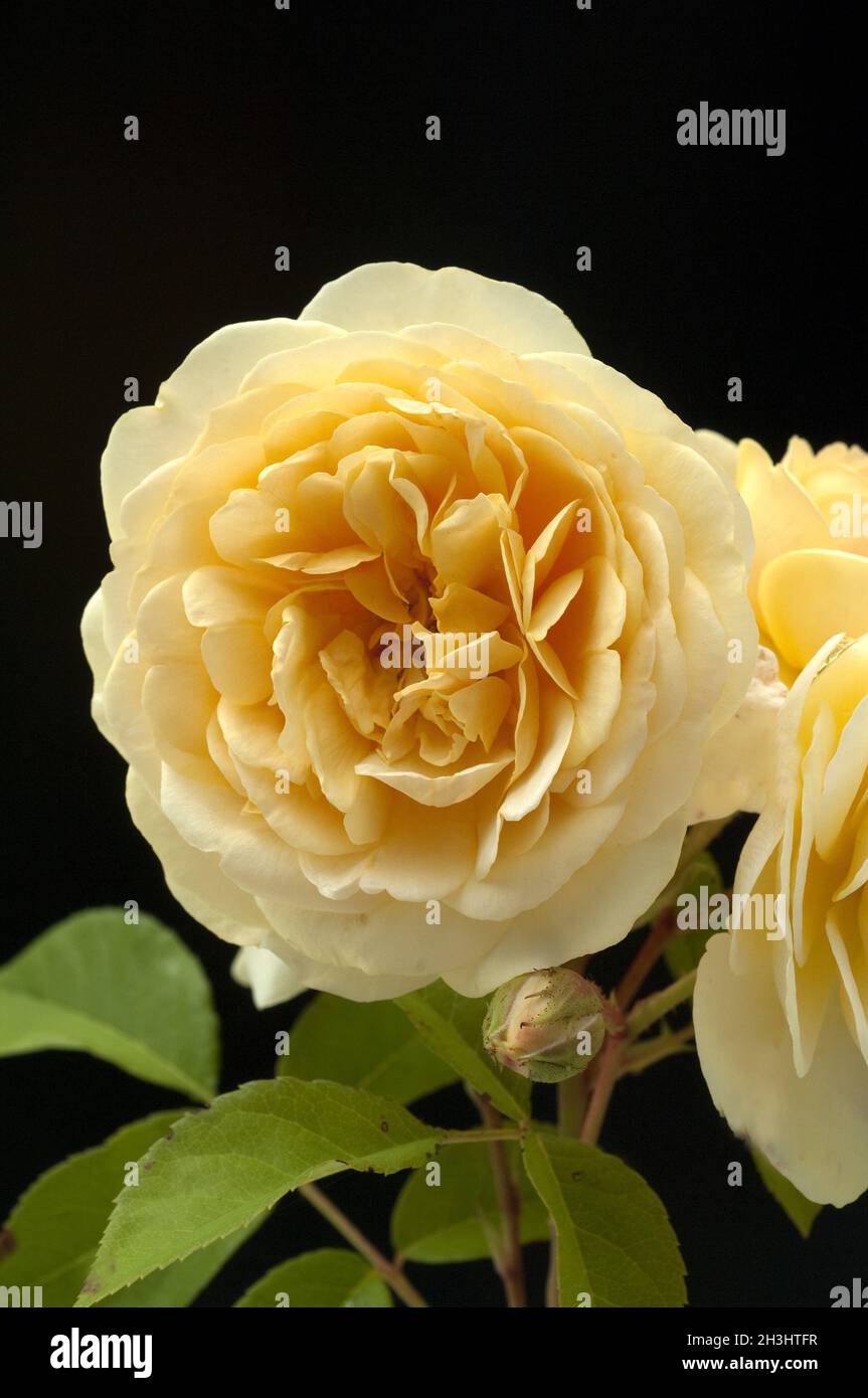 English, Rose, David, Austin, Shrub Rose, Flower, Rosa Stock Photo - Alamy