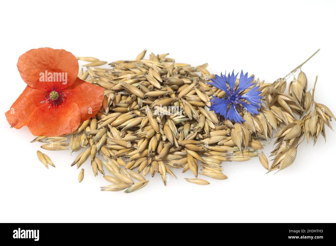 Oats; Avena; sativa; oat grain; panicle Stock Photo - Alamy