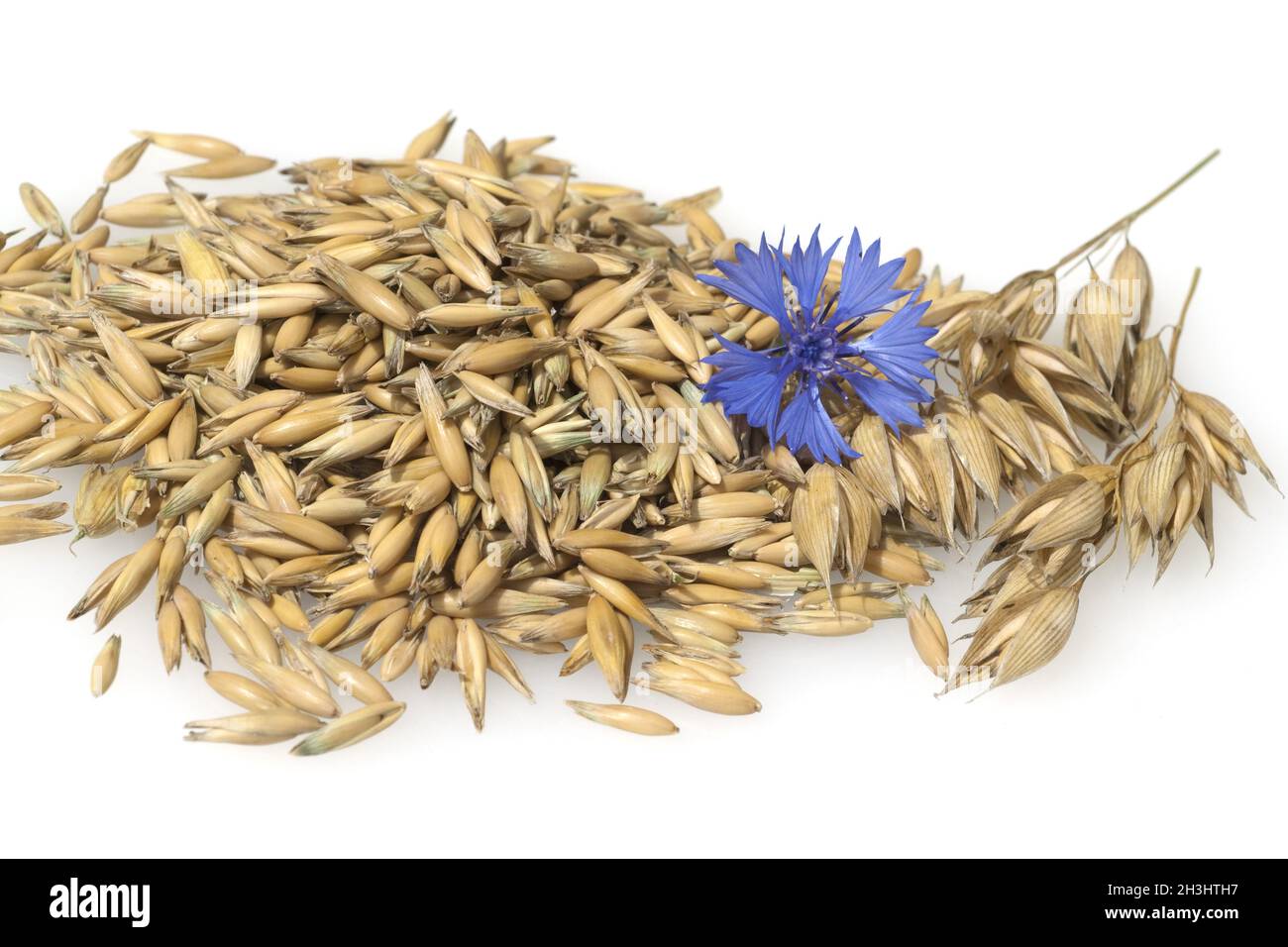 Oats; Avena; sativa; oat grain; panicle Stock Photo - Alamy