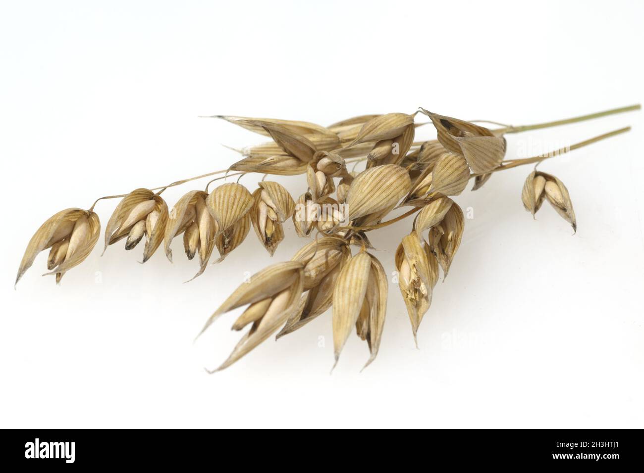 Panicle grass Cut Out Stock Images & Pictures - Alamy