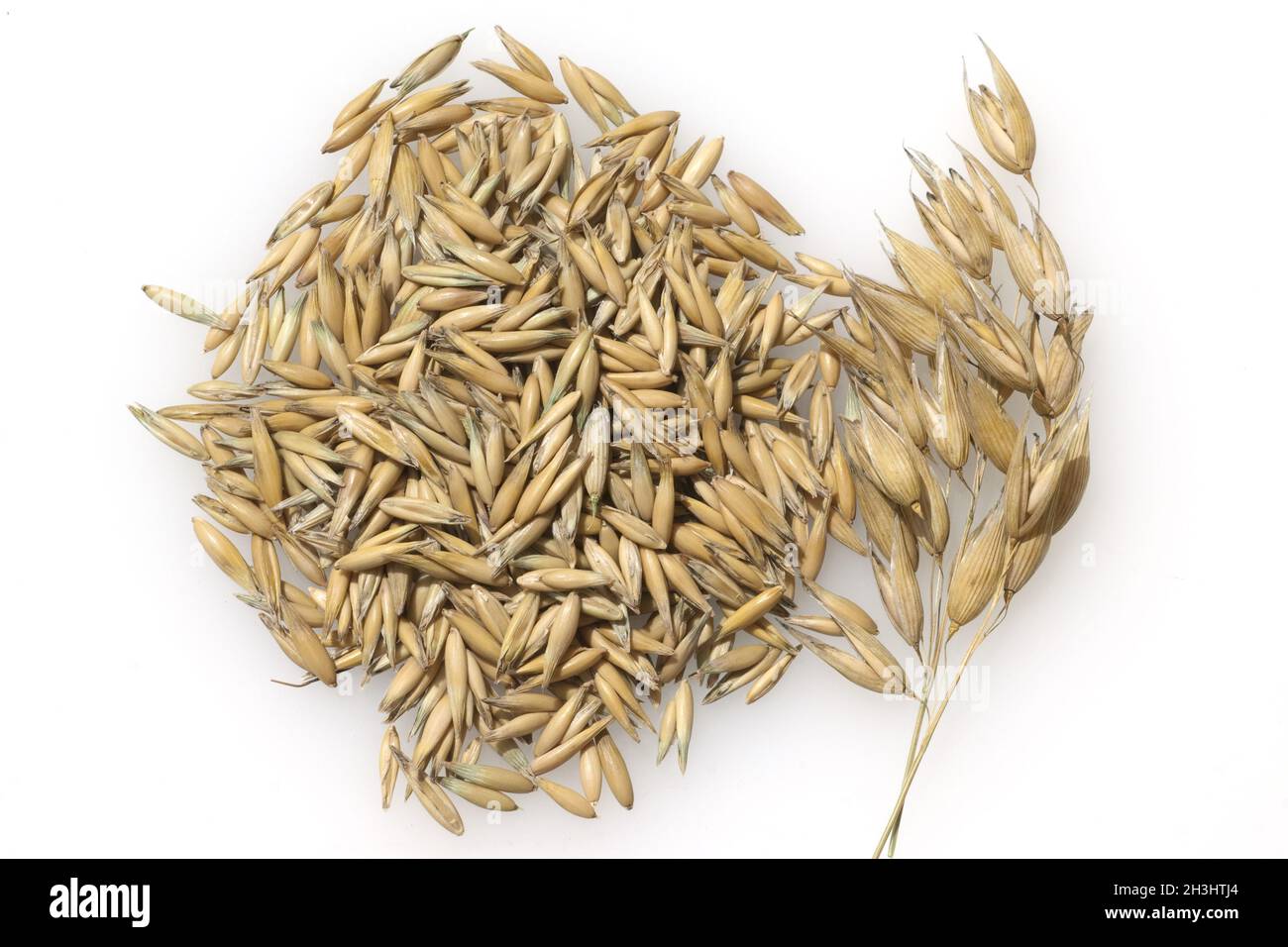 Oats; Avena; sativa; oat grain; panicle Stock Photo - Alamy