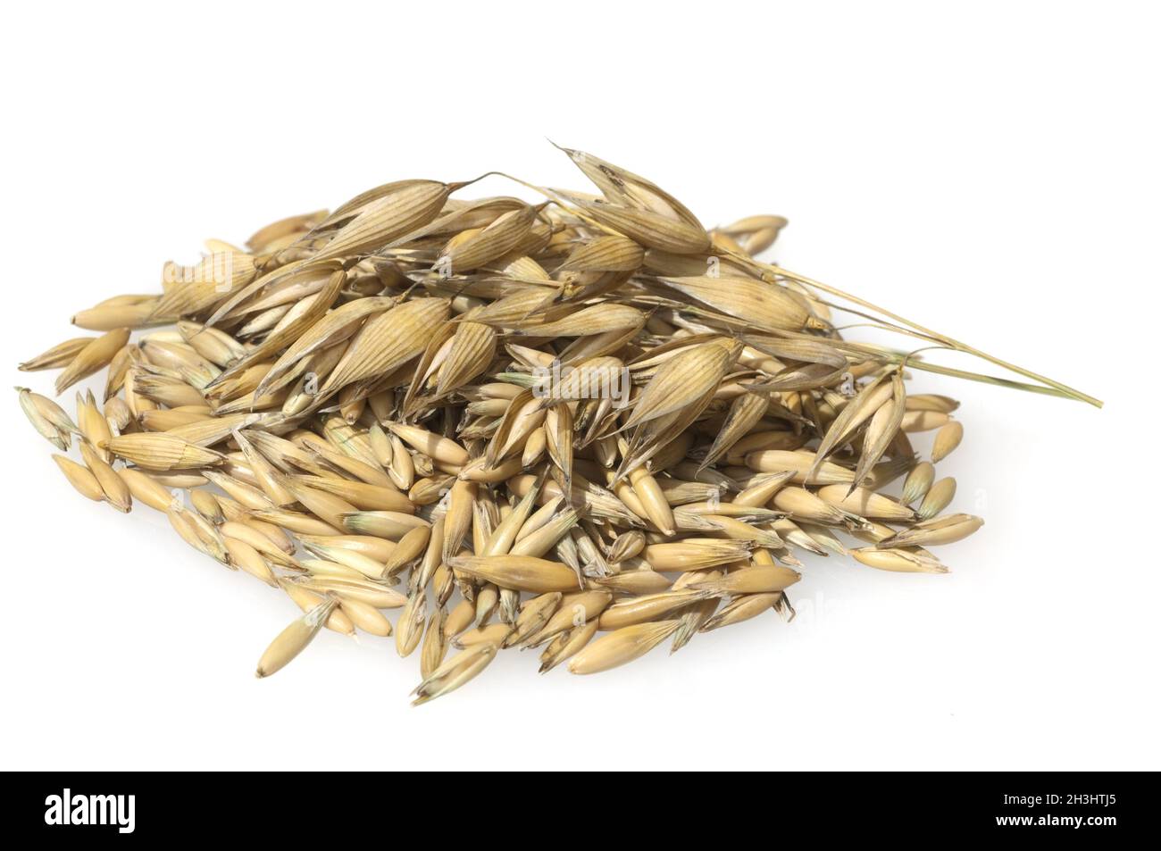 Oats; Avena; sativa; oat grain; panicle Stock Photo - Alamy