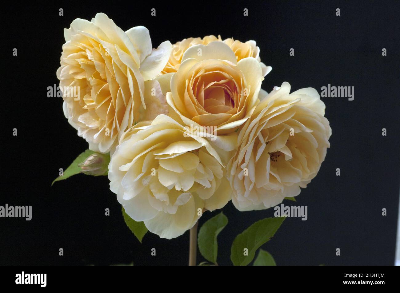 English, Rose, David, Austin, Shrub Rose, Flower, Rosa Stock Photo - Alamy