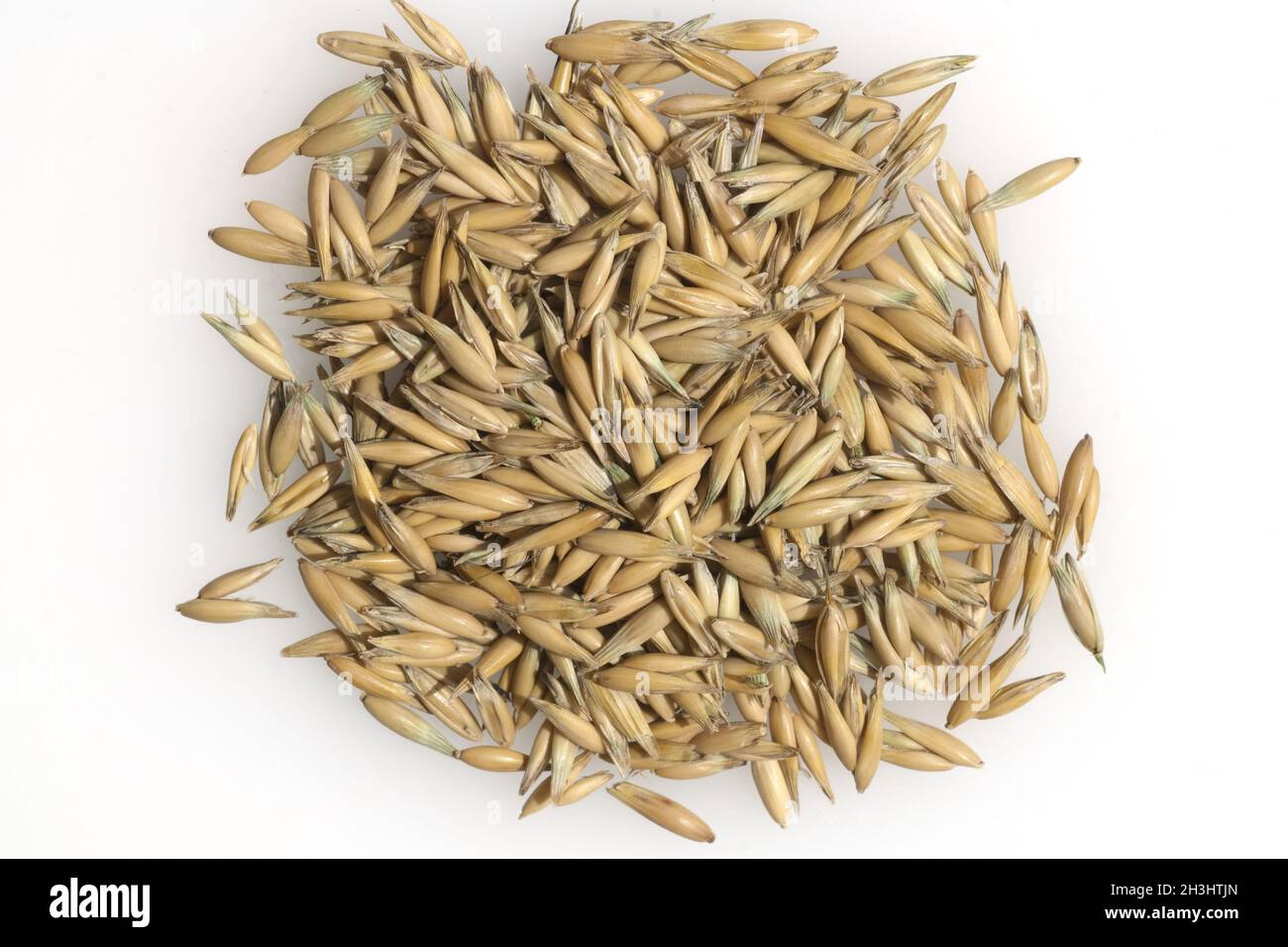 Oats; Avena; sativa; oat grain; panicle Stock Photo - Alamy