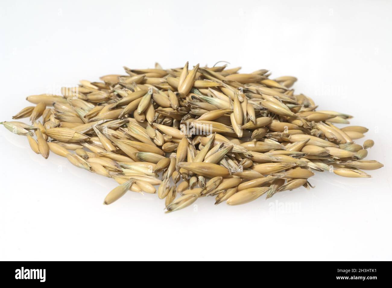 Oats; Avena; sativa; oat grain; panicle Stock Photo - Alamy