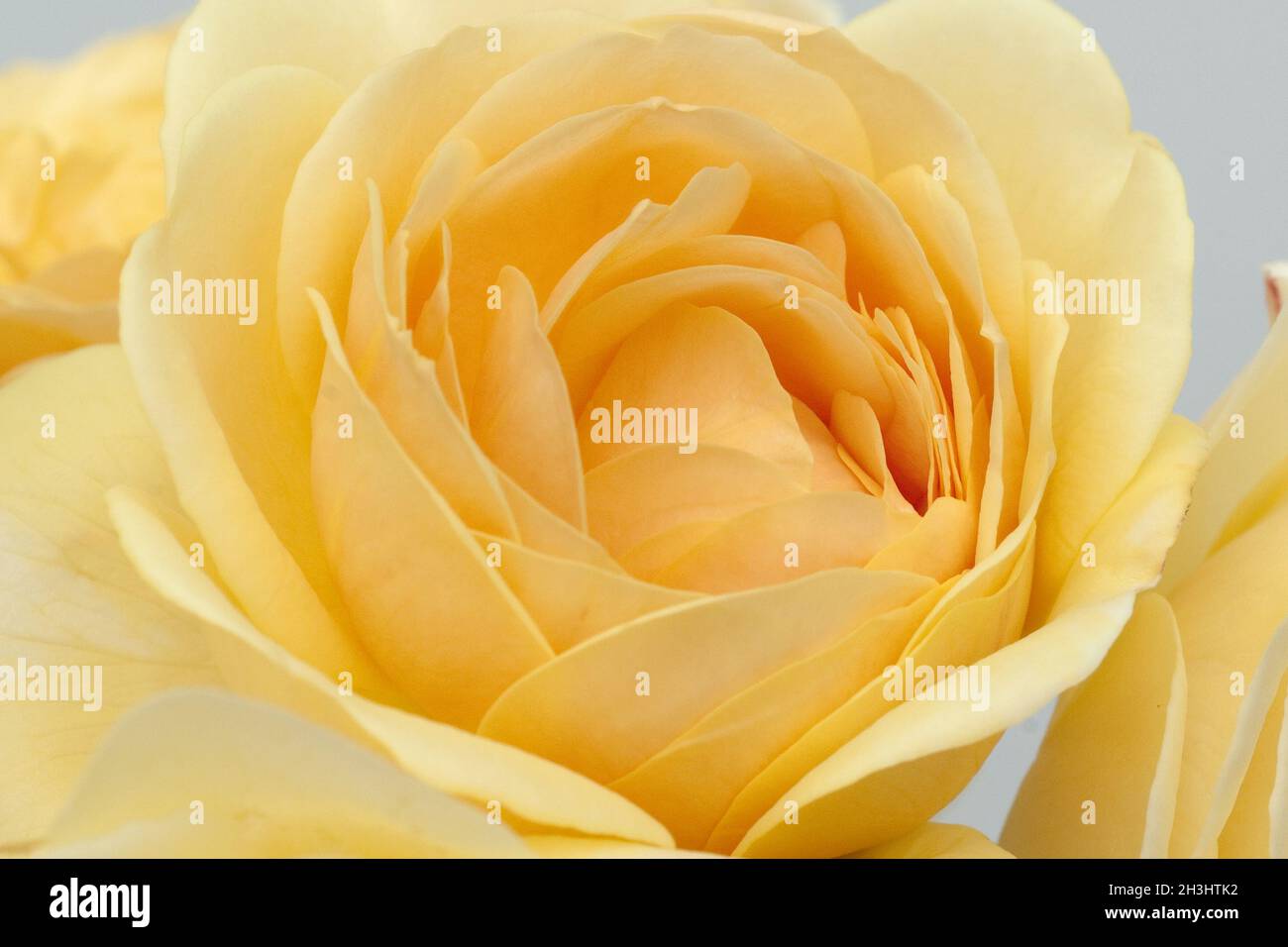 English, Rose, David, Austin, Shrub Rose, Flower, Rosa Stock Photo - Alamy