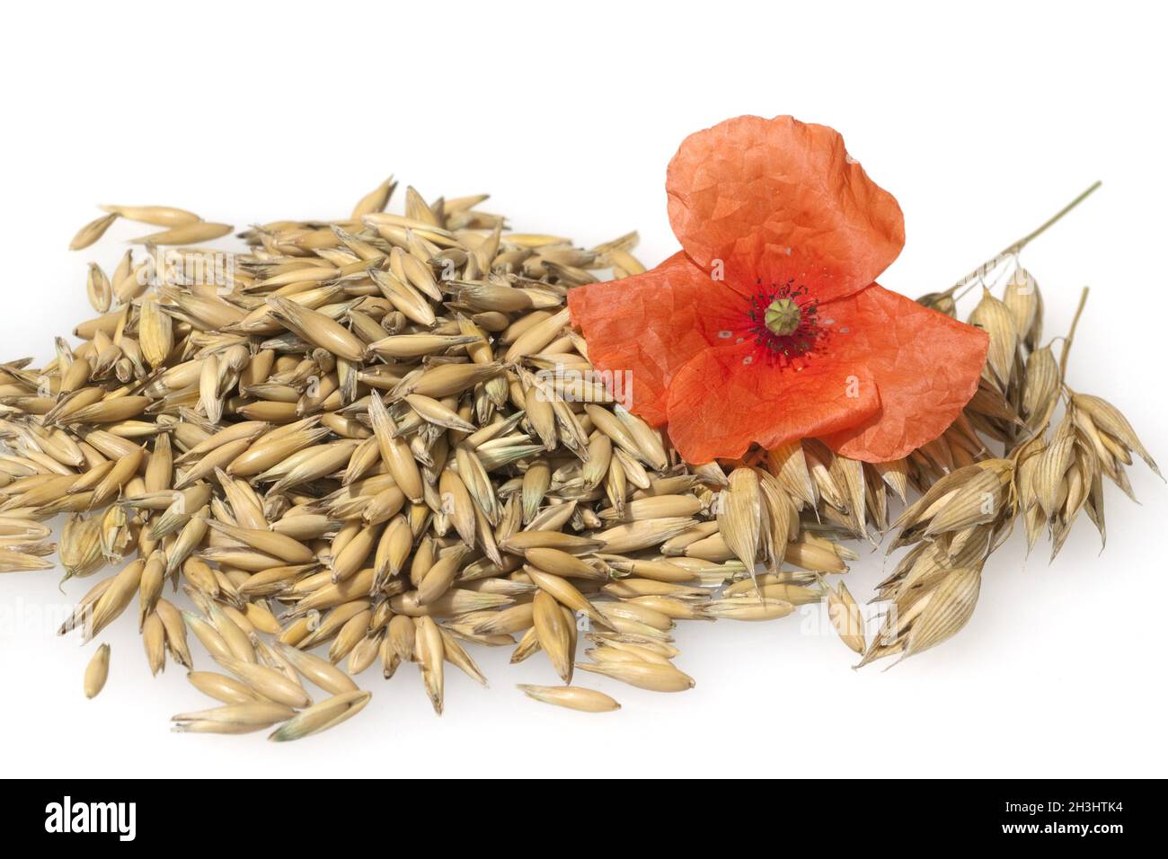 Oats; Avena; sativa; oat grain; panicle Stock Photo - Alamy
