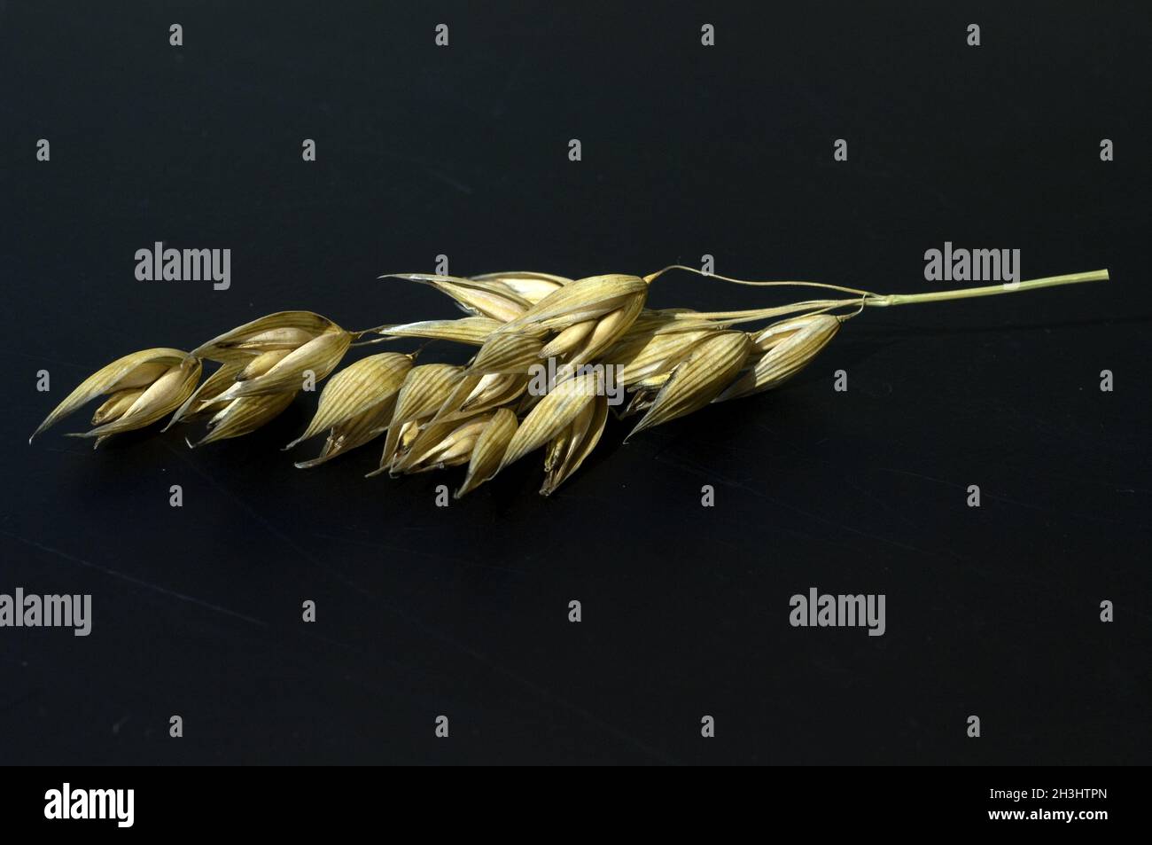 Oats; Avena; sativa; oat grain; panicle Stock Photo - Alamy