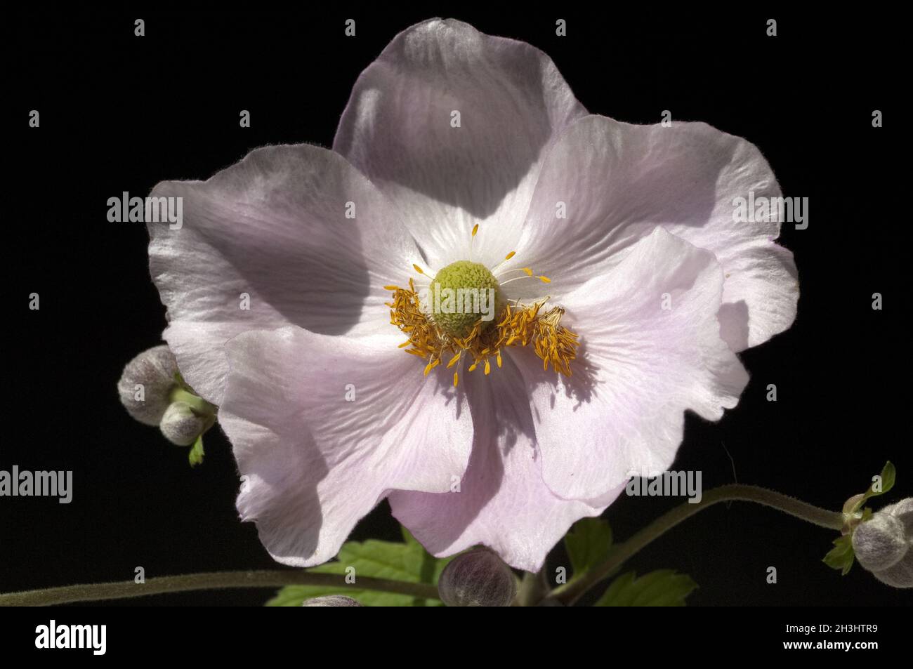Autumn anemone, anemone, Japanese, tomentosa Stock Photo - Alamy