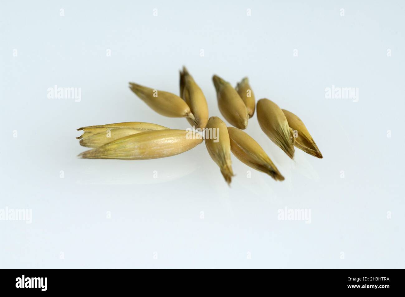 Oats; Avena; sativa; oat grain; panicle Stock Photo - Alamy