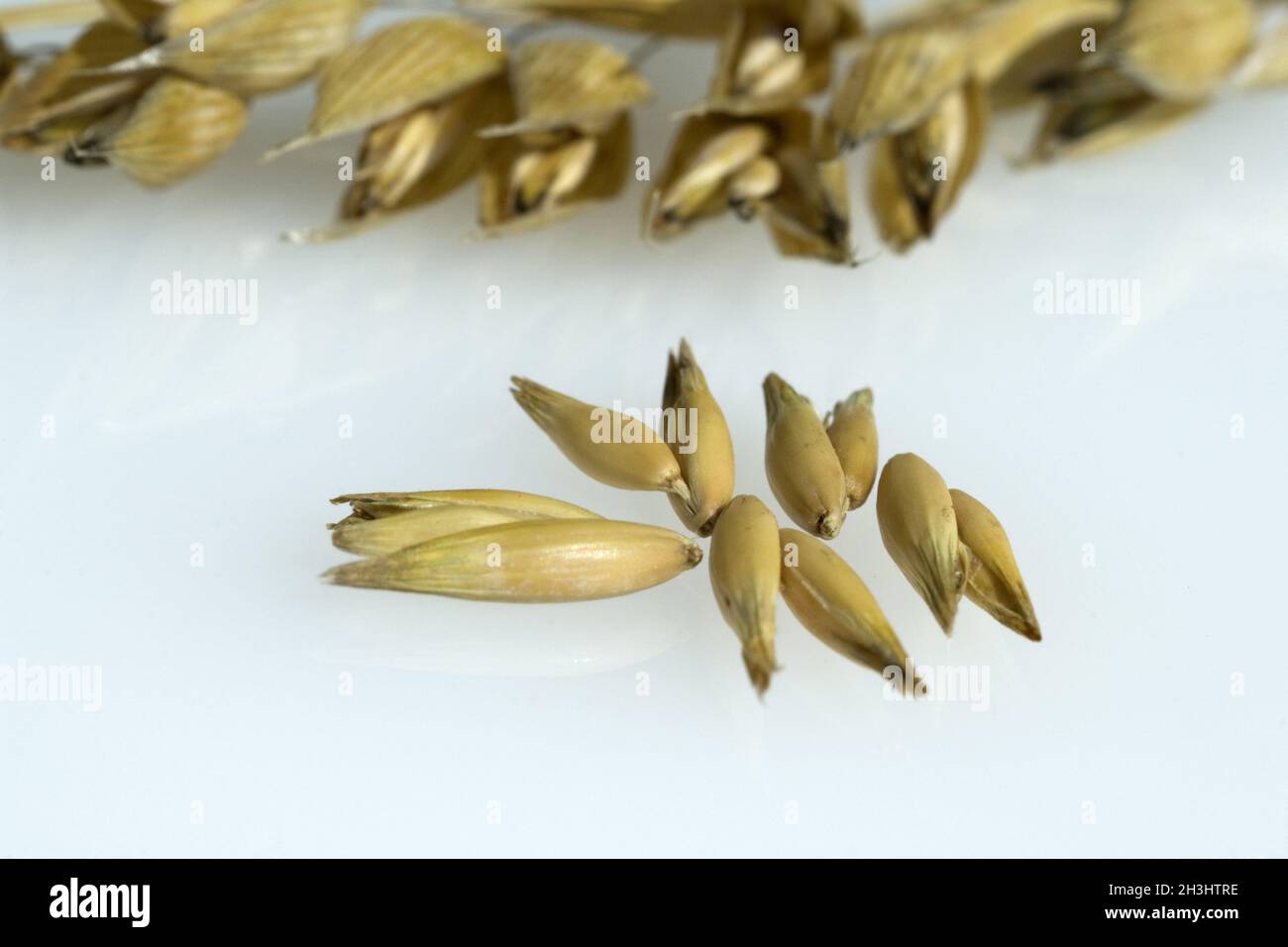 Oats; Avena; sativa; oat grain; panicle Stock Photo - Alamy