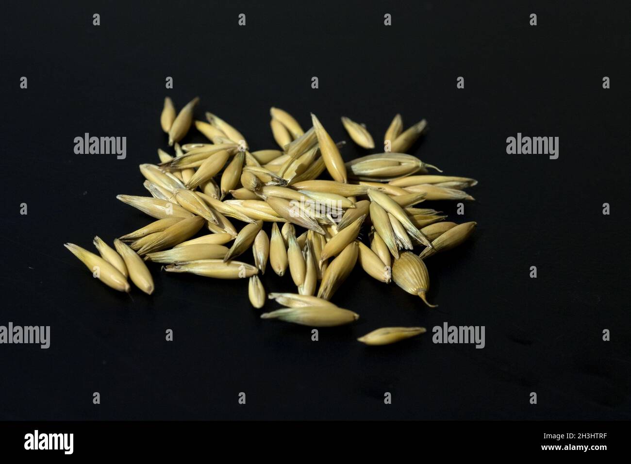 Oats; Avena; sativa; oat grain; panicle Stock Photo - Alamy