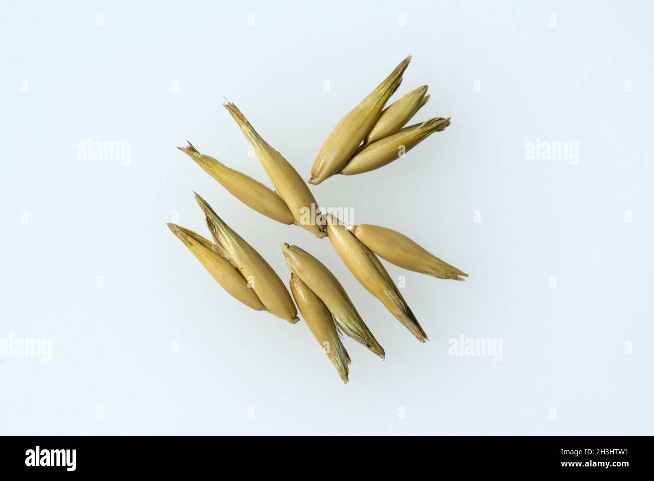 Oats; Avena; sativa; oat grain; panicle Stock Photo - Alamy
