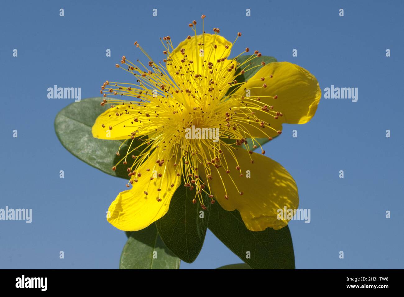 St John S Wort Hypericum Calycinum Calycinum Stock Photo Alamy