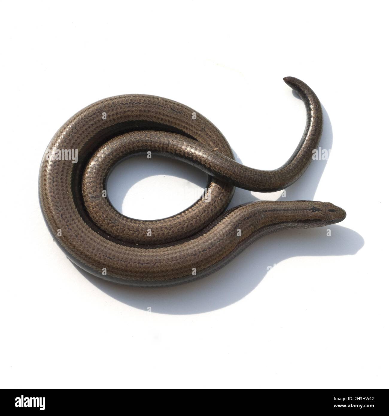 Slow worm, Anguis, fragilis, species of lizard, lizard Stock Photo - Alamy
