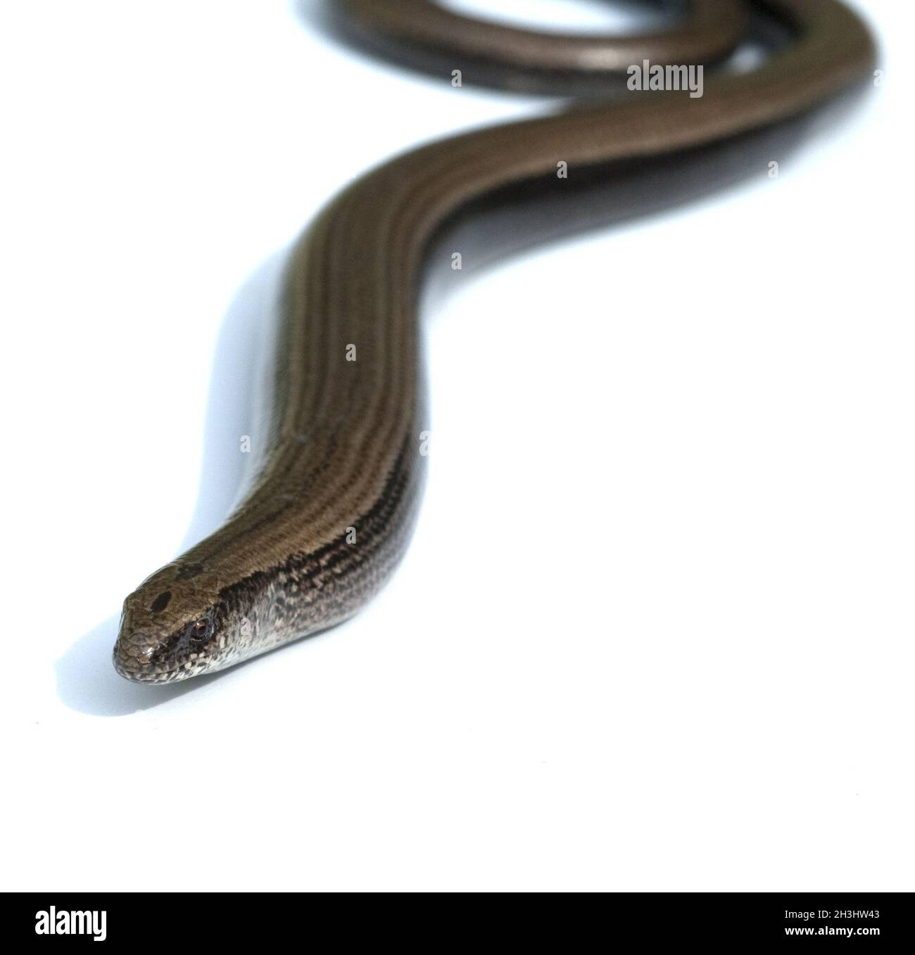 Slow worm, Anguis, fragilis, species of lizard, lizard Stock Photo - Alamy