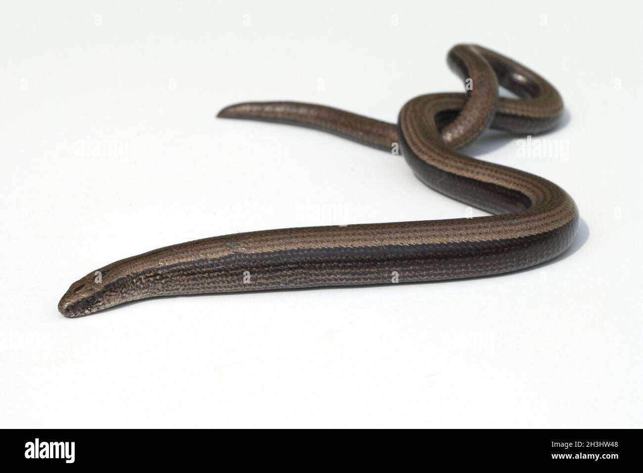 Slow worm, Anguis, fragilis, species of lizard, lizard Stock Photo - Alamy