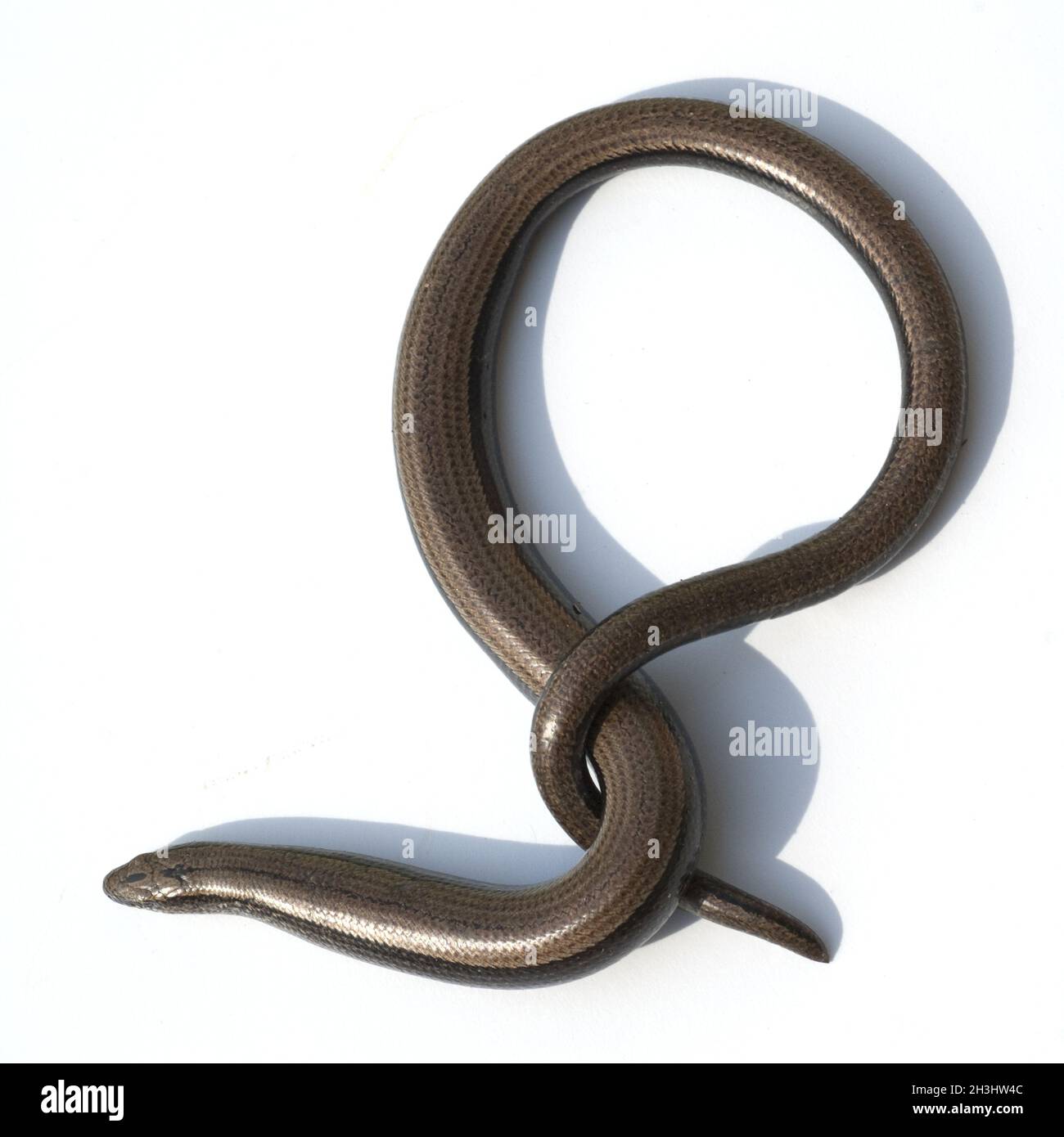 Slow worm, Anguis, fragilis, species of lizard, lizard Stock Photo - Alamy