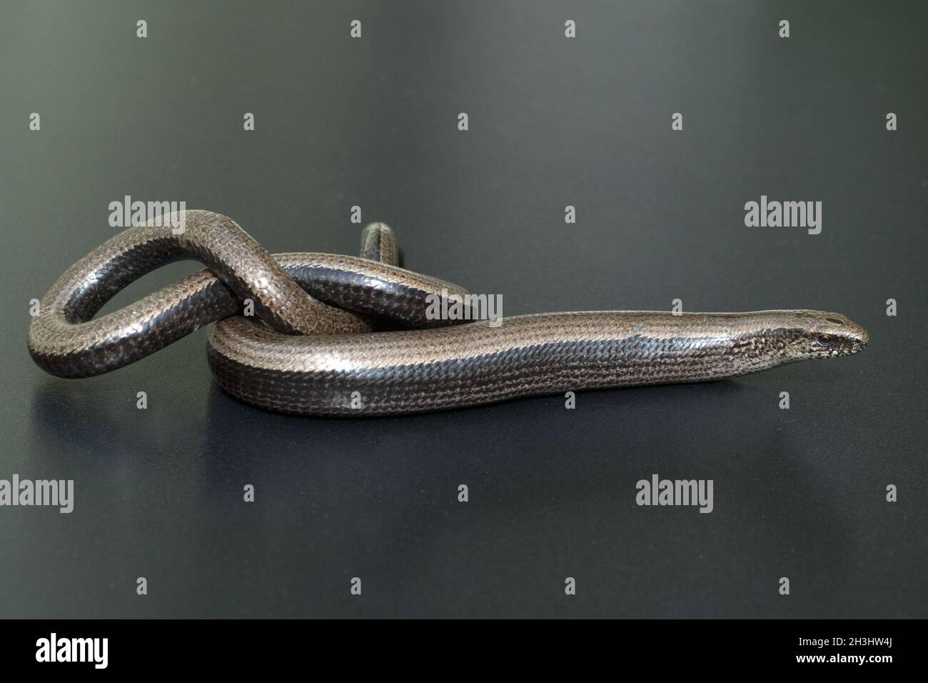Slow worm, Anguis, fragilis, species of lizard, lizard Stock Photo - Alamy
