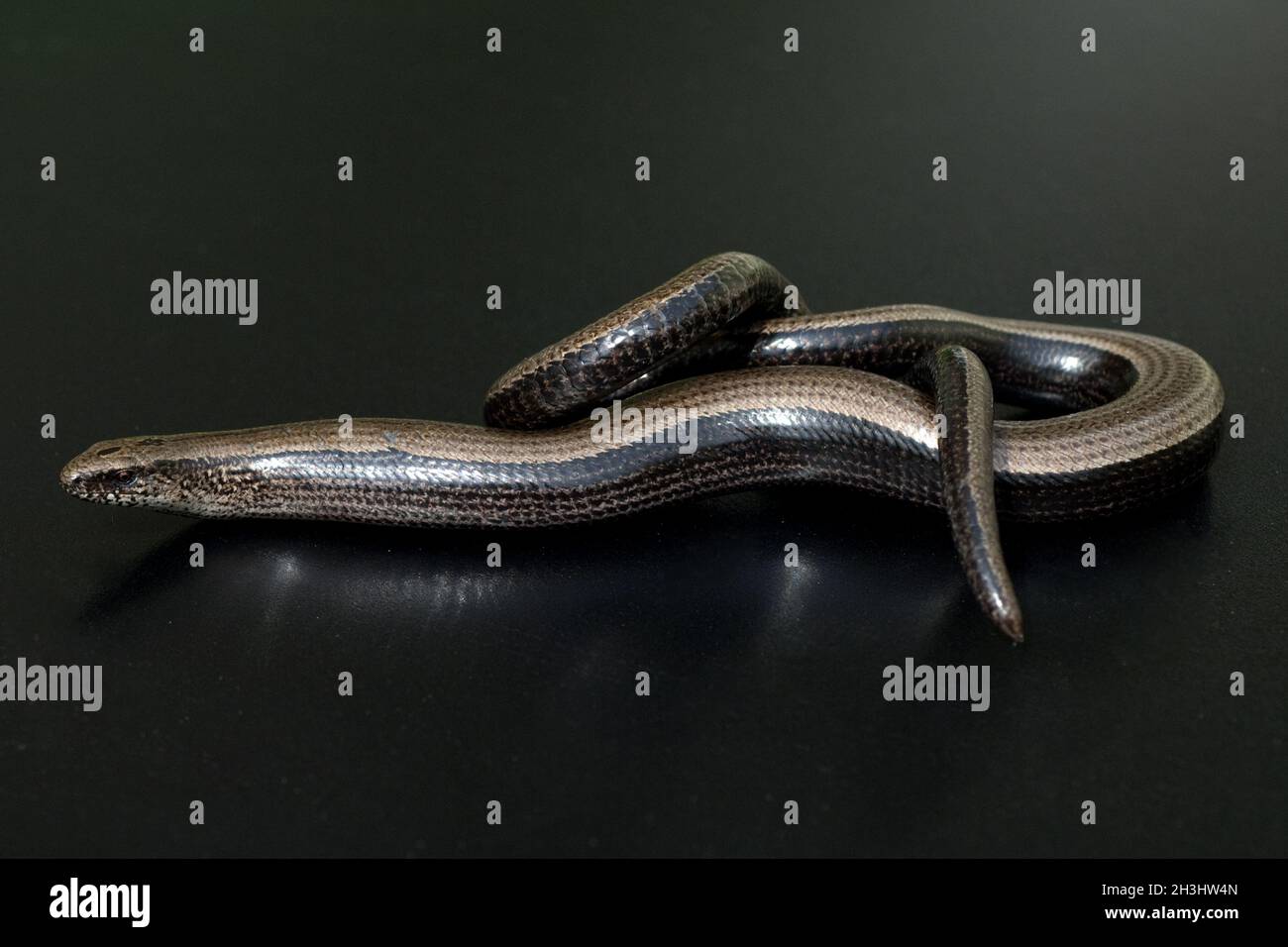 Slow worm, Anguis, fragilis, species of lizard, lizard Stock Photo - Alamy