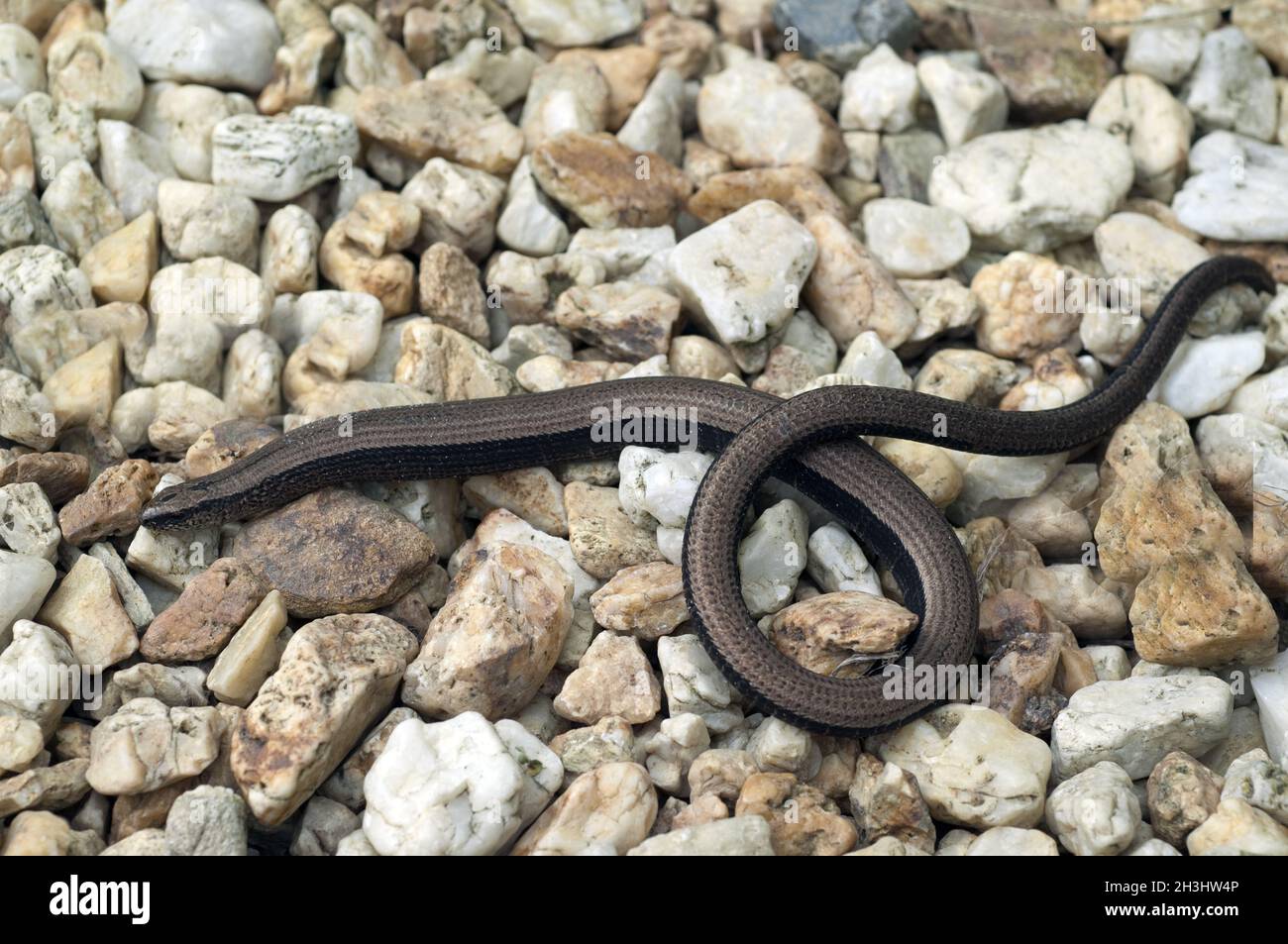Slow worm; Anguis; fragilis; species of lizard; lizard Stock Photo - Alamy