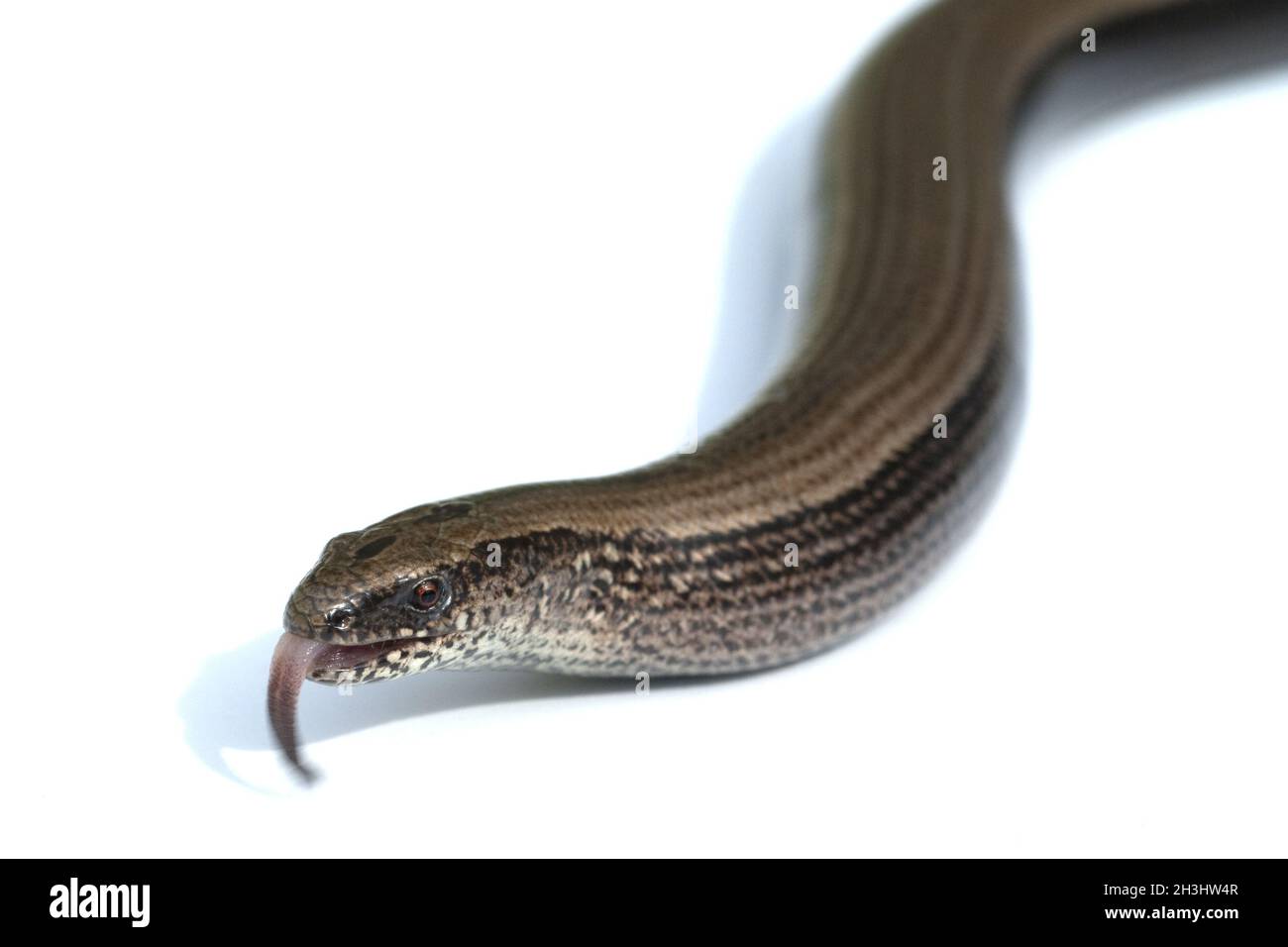 Slow worm, Anguis, fragilis, species of lizard, lizard Stock Photo - Alamy