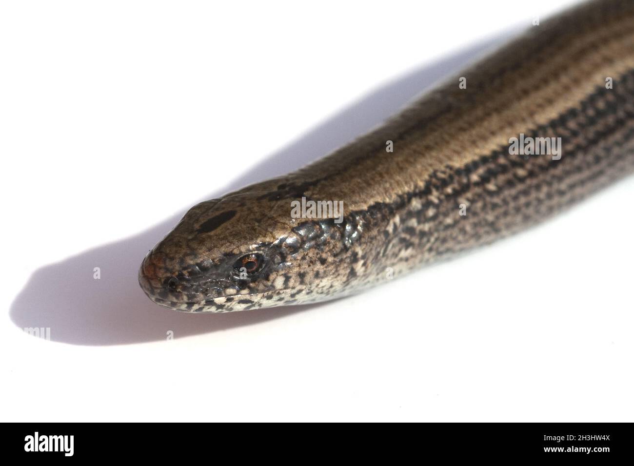 Slow worm, Anguis, fragilis, species of lizard, lizard Stock Photo - Alamy