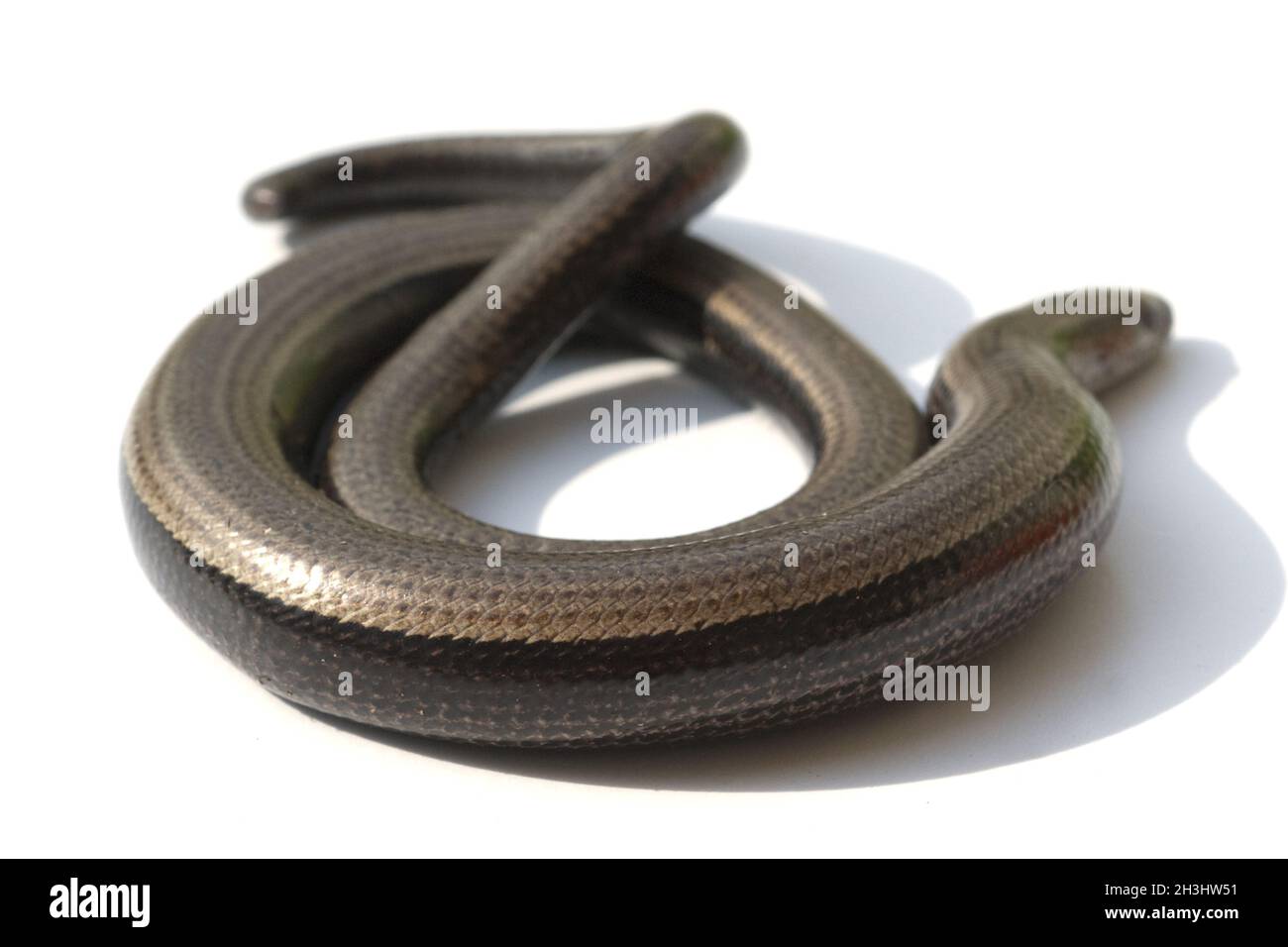 Slow worm, Anguis, fragilis, species of lizard, lizard Stock Photo - Alamy