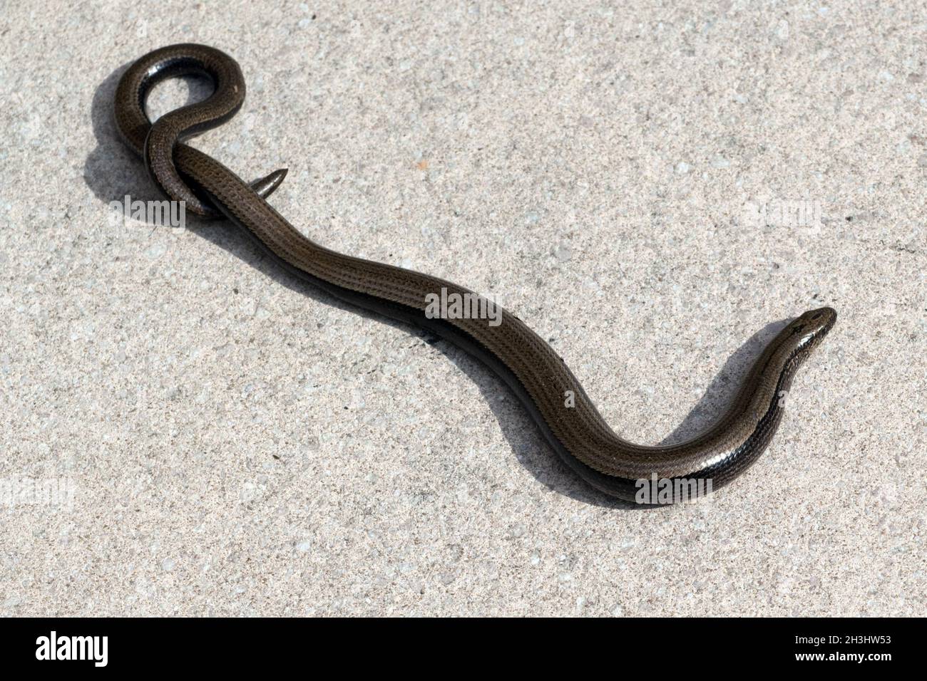 Slow worm; Anguis; fragilis; species of lizard; lizard Stock Photo - Alamy