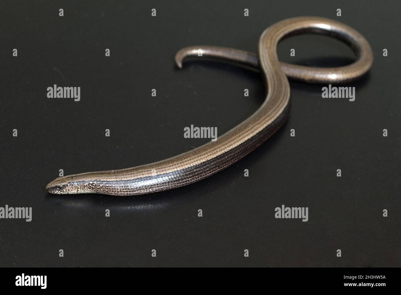 Slow worm, Anguis, fragilis, species of lizard, lizard Stock Photo - Alamy