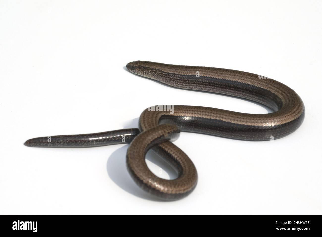 Slow worm, Anguis, fragilis, species of lizard, lizard Stock Photo - Alamy