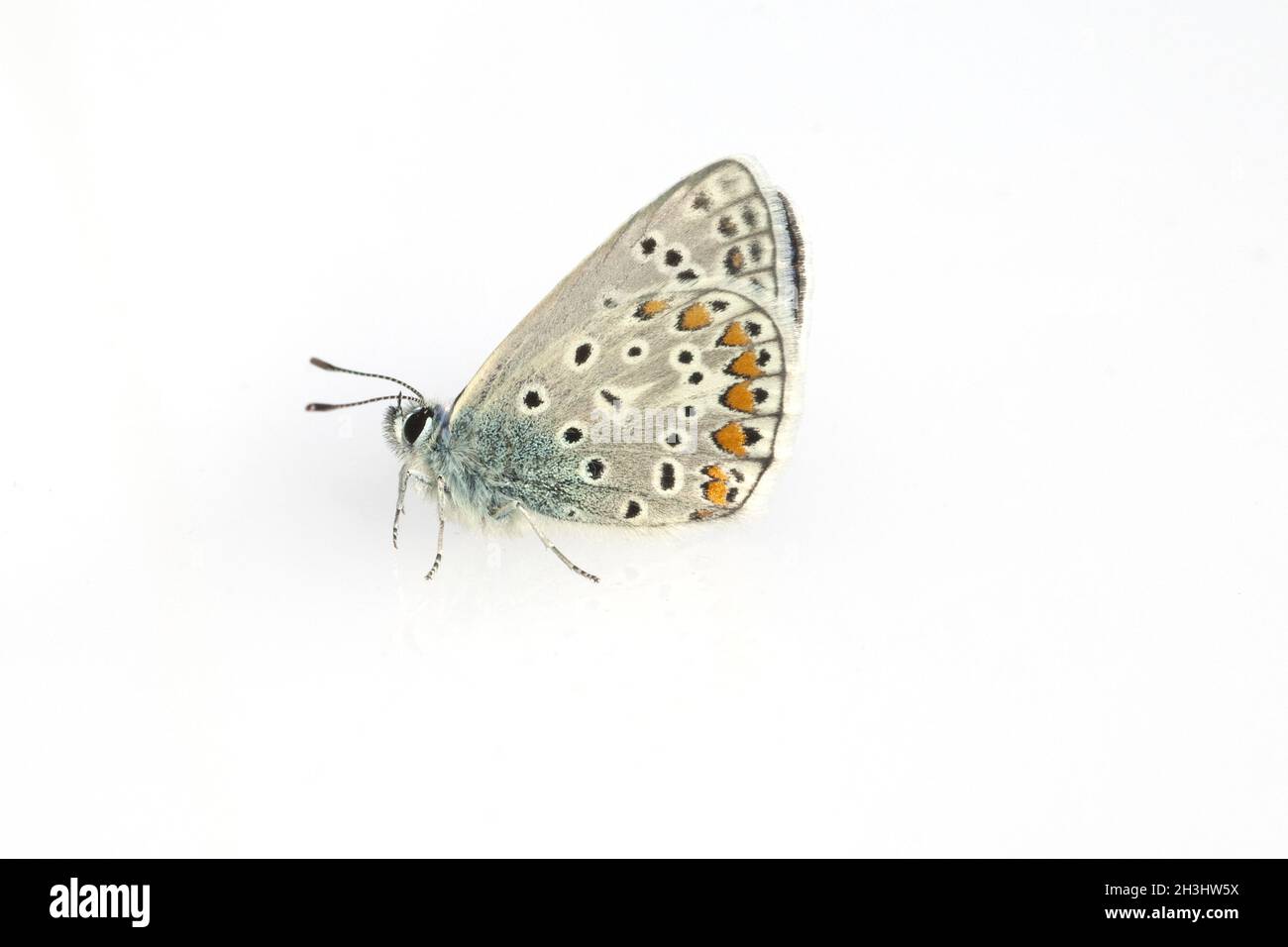 Plebeius argyrognomon hi-res stock photography and images - Alamy