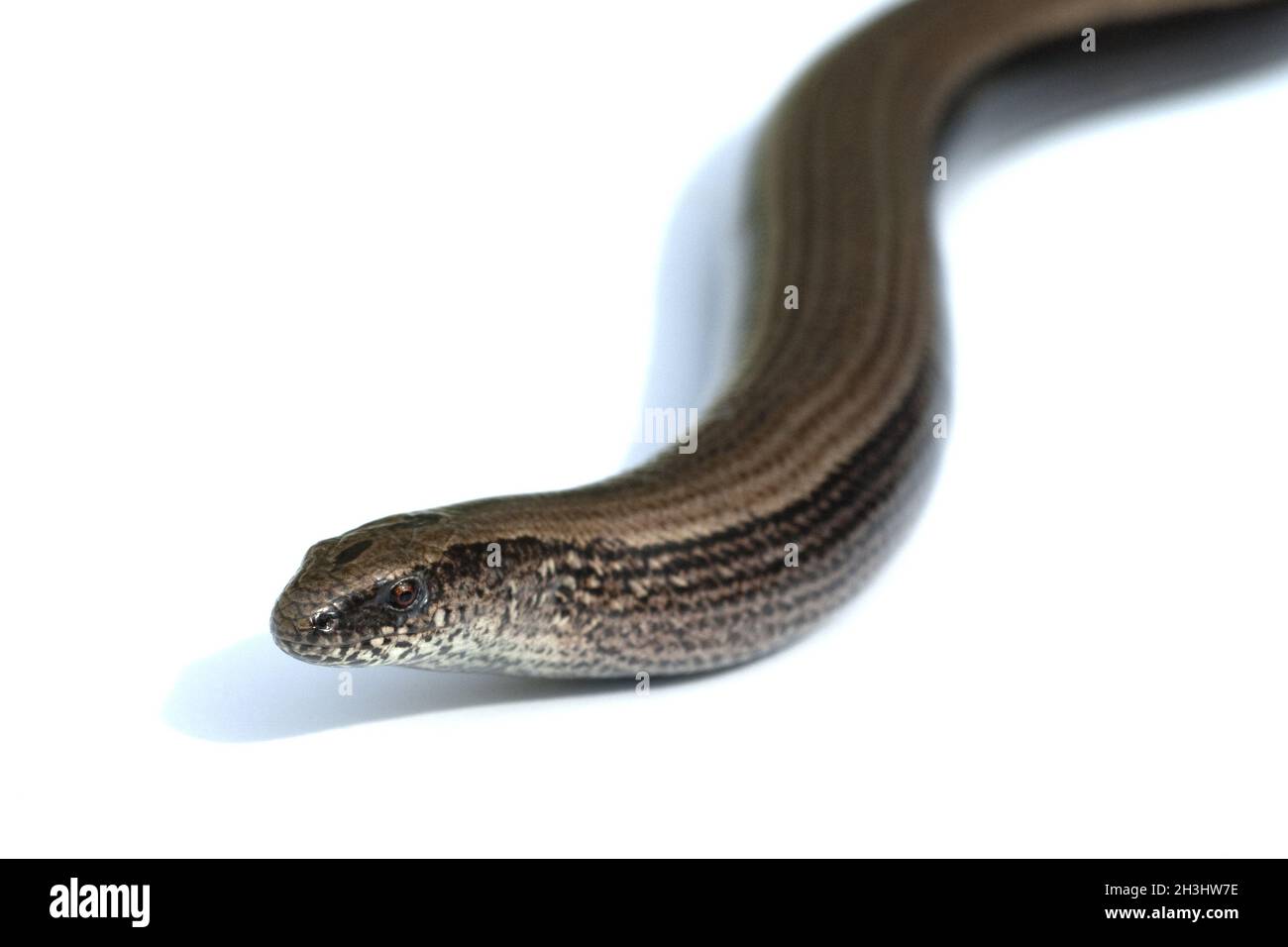 Slow worm, Anguis, fragilis, species of lizard, lizard Stock Photo - Alamy