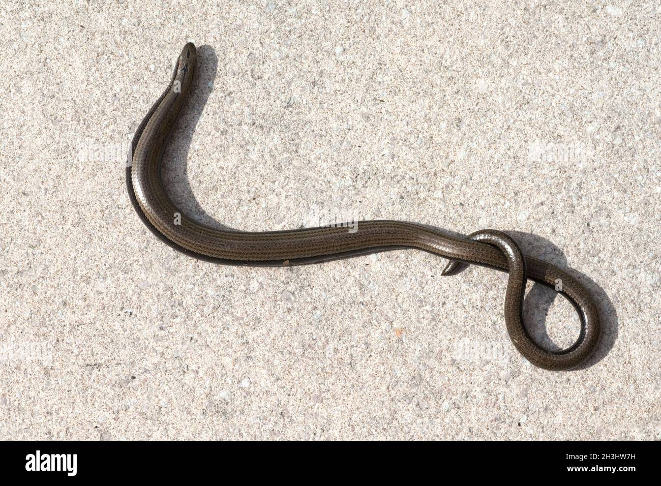 Slow worm; Anguis; fragilis; species of lizard; lizard Stock Photo - Alamy