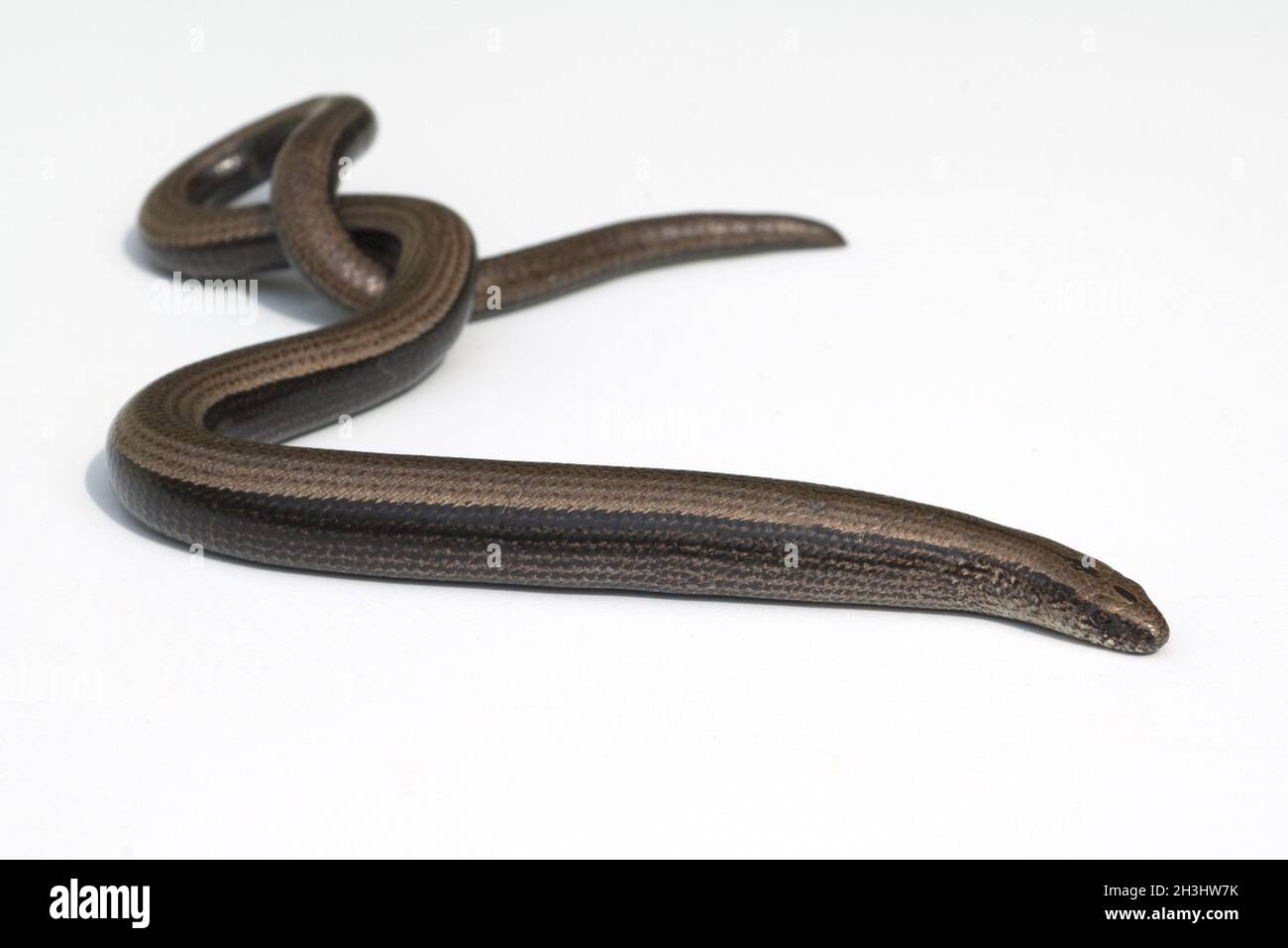 Slow worm, Anguis, fragilis, species of lizard, lizard Stock Photo - Alamy