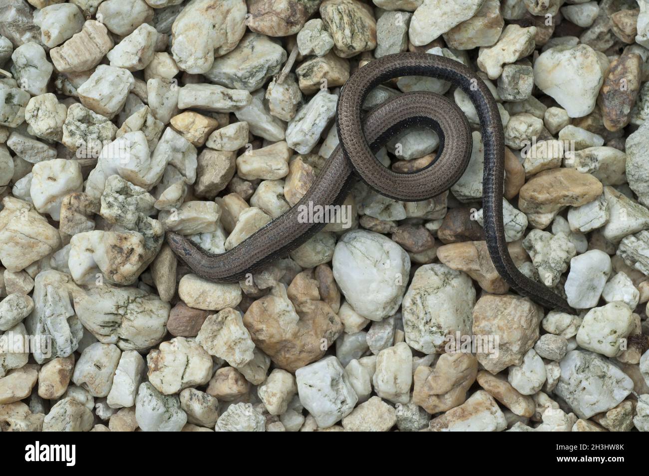 Slow worm; Anguis; fragilis; species of lizard; lizard Stock Photo - Alamy