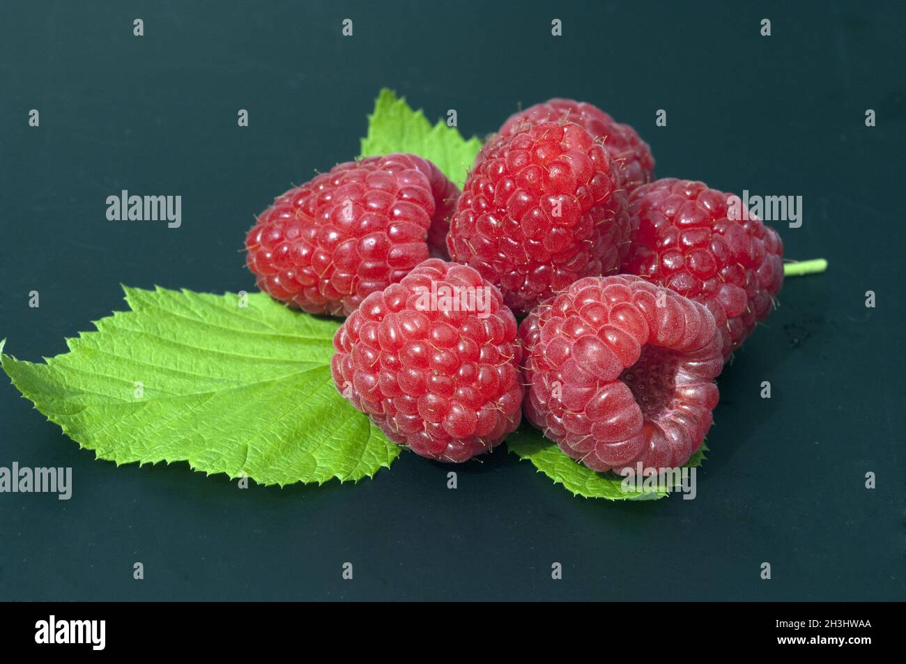 Raspberry; Rubus, idaeus; wild berry; hollow berry Stock Photo - Alamy
