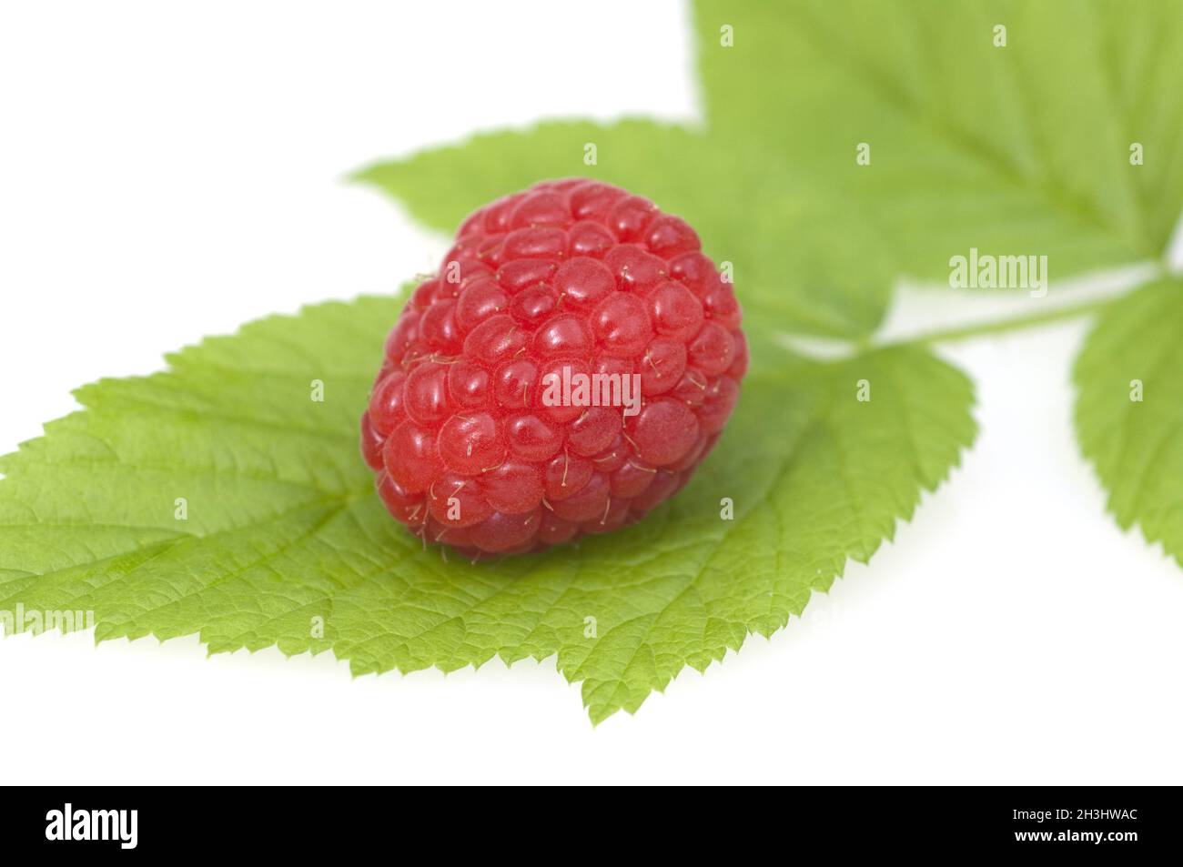 Raspberry; Rubus, idaeus; wild berry; hollow berry Stock Photo - Alamy